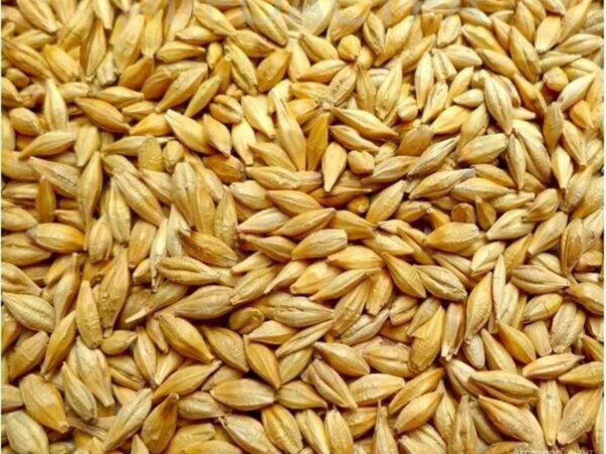 Ячмень в мешках