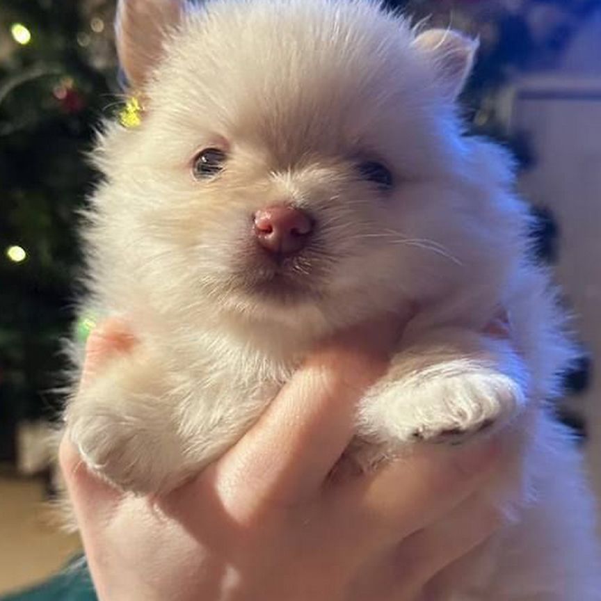 Померанский шпиц, щенок