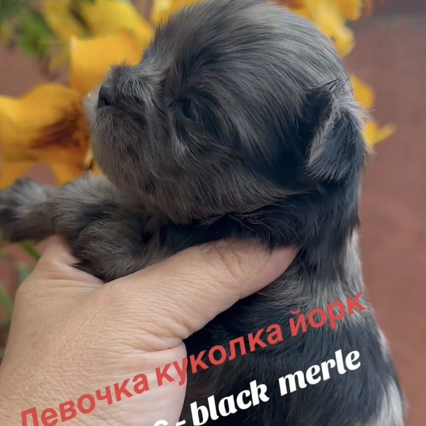 Щенок девочка цветной йорк