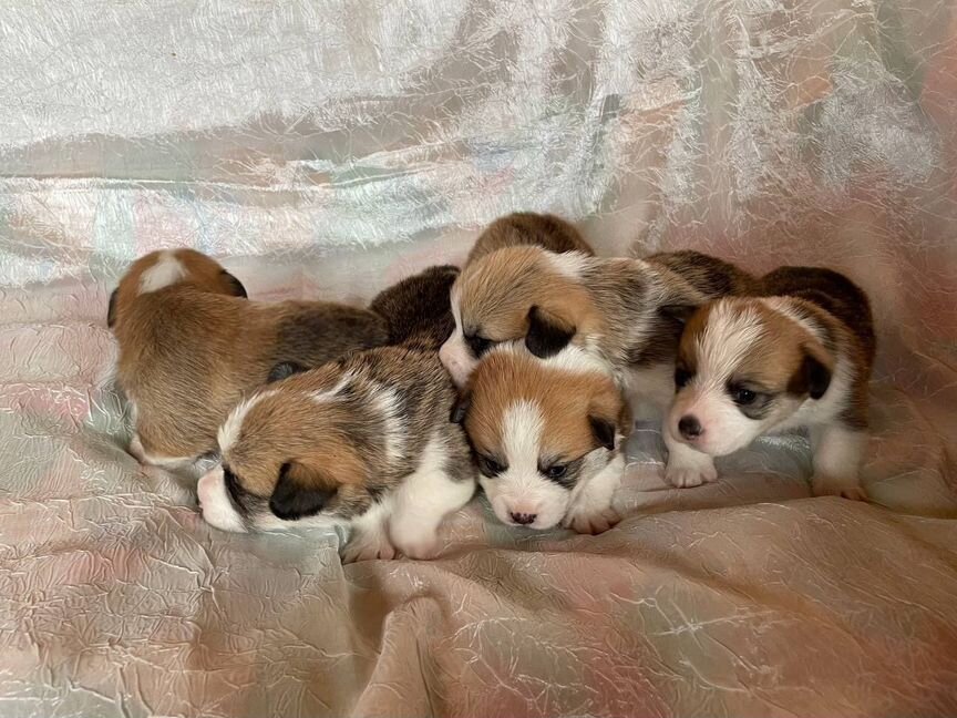 Чистокровные щенки Вельш Корги Пемброк