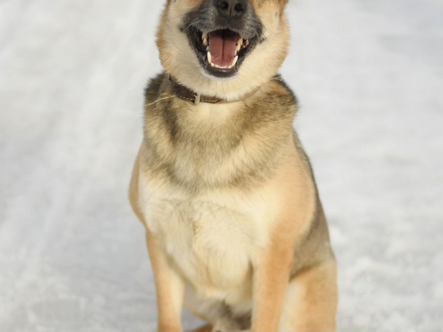 Собака Ральф в добрые руки