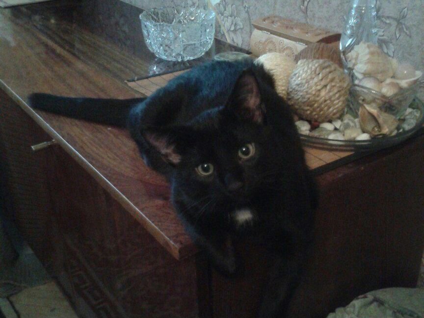 Черный кот в добрые руки / котенок ищет дом