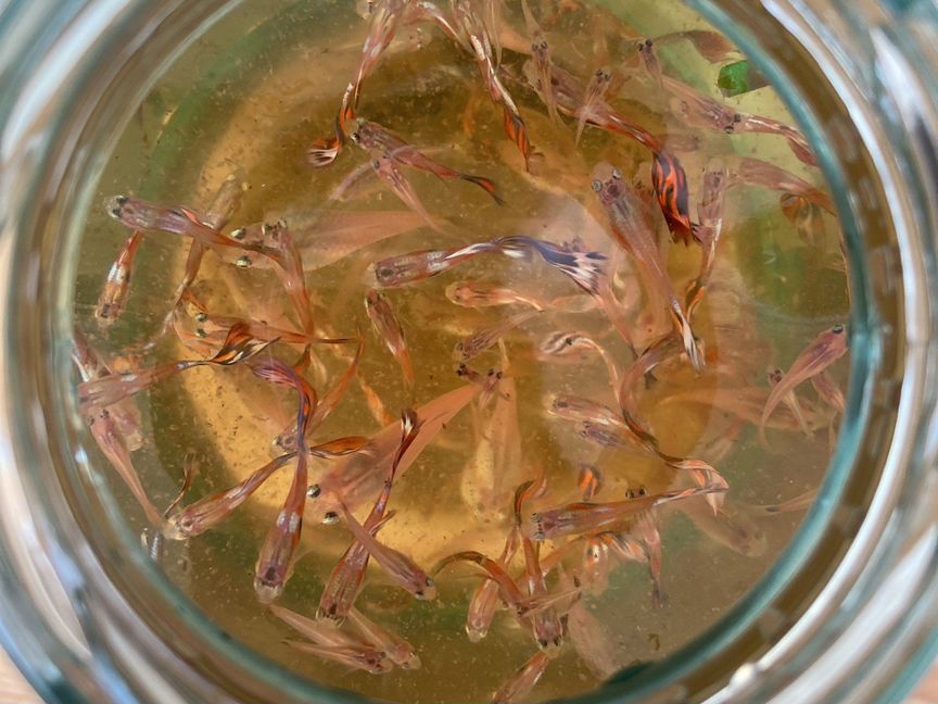 Гупики +сомики