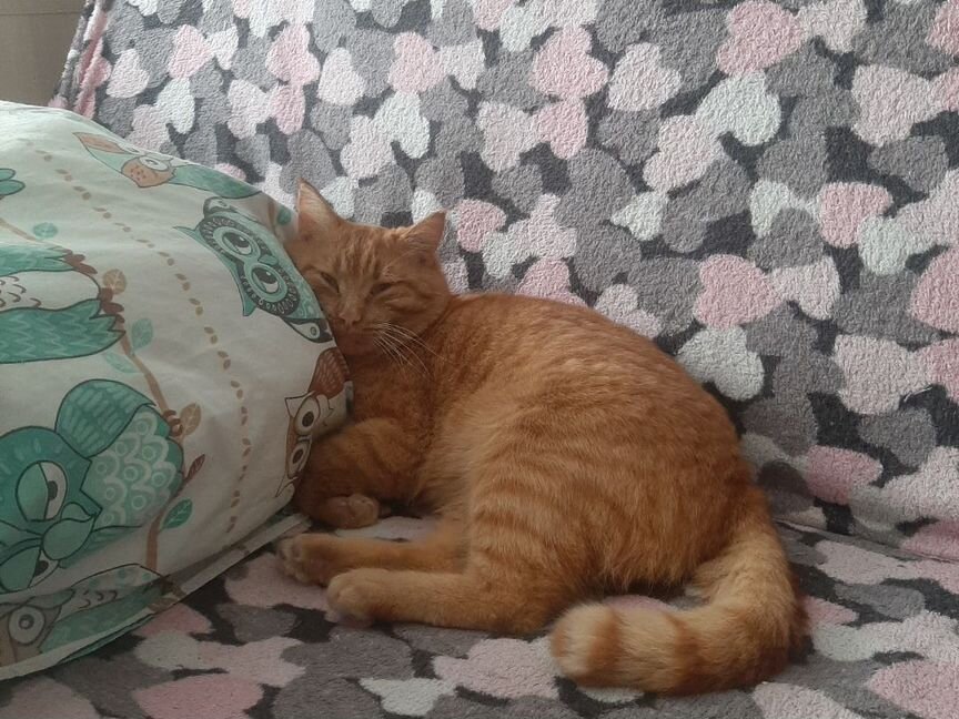 Котик рыжее счастье