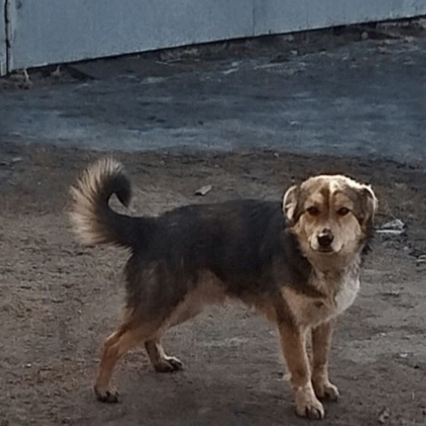 Песик в лучшие руки