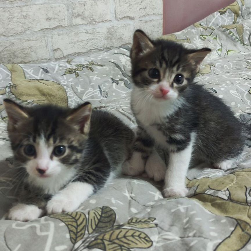 Экзотический короткошёрстный котёнок