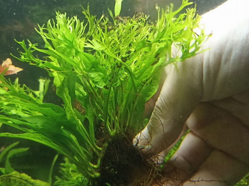 Папоротник винделова, узколистный, мини