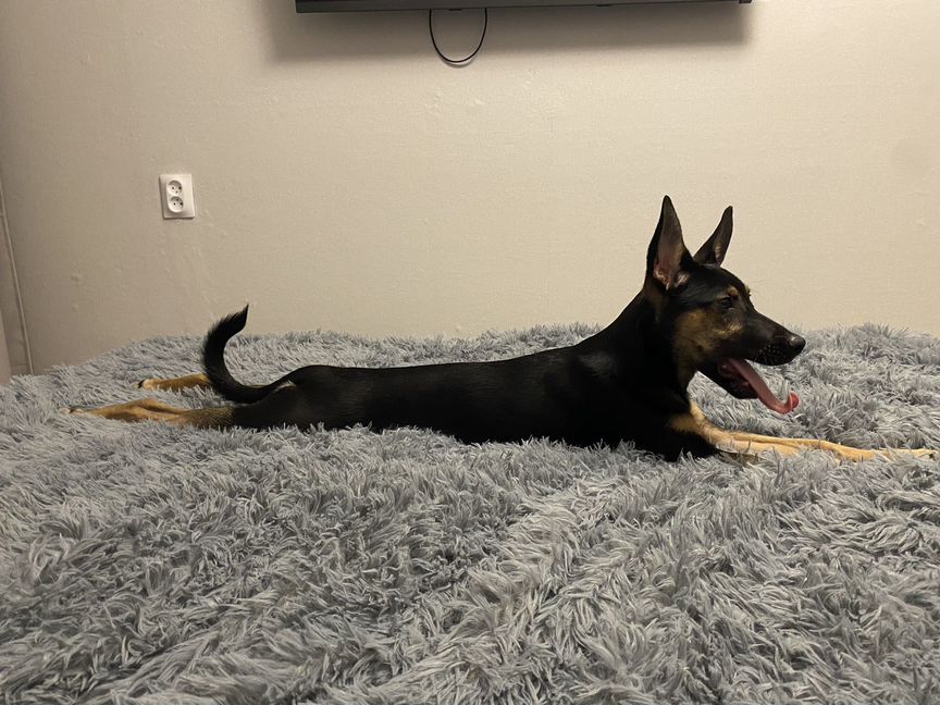 Собака в добрые руки