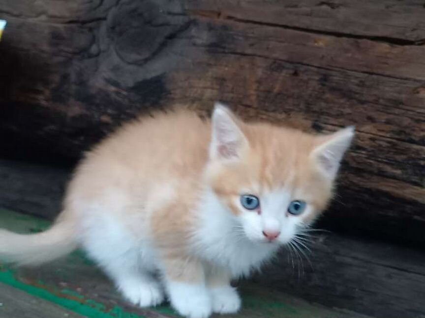 Кошка