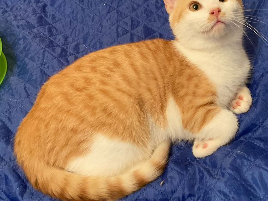 Котëнок