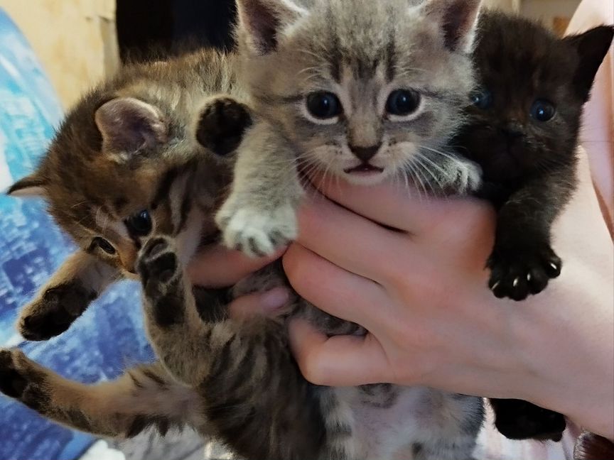 Кошка