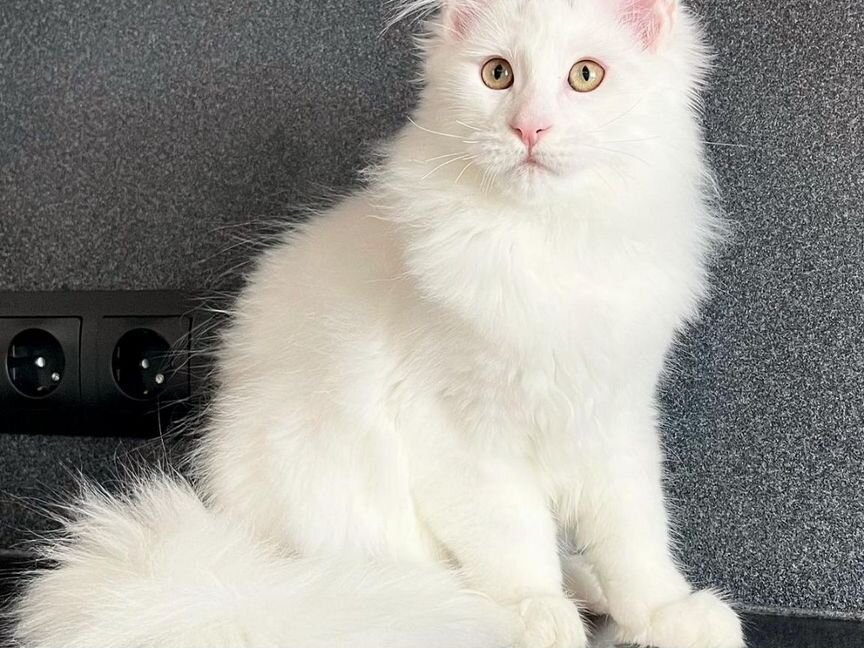 Мейн-кун девочка