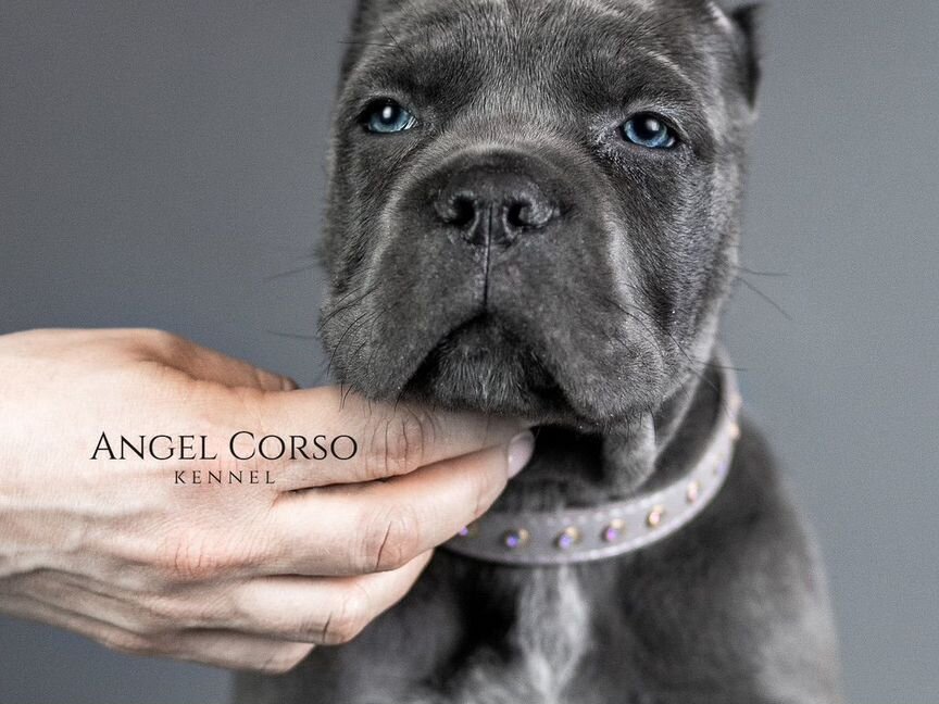 Кане Корсо - серая принцесса