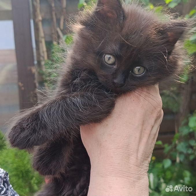 Кошечка шоколадная как медвежонок, лаковая
