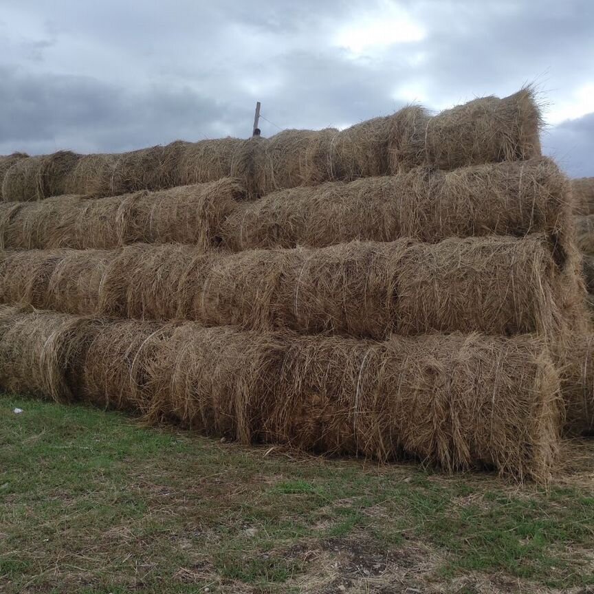 Продам сено в рулонах