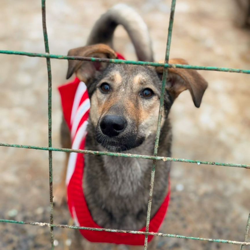 Собака щенок Капа в добрые руки Девочка палевая