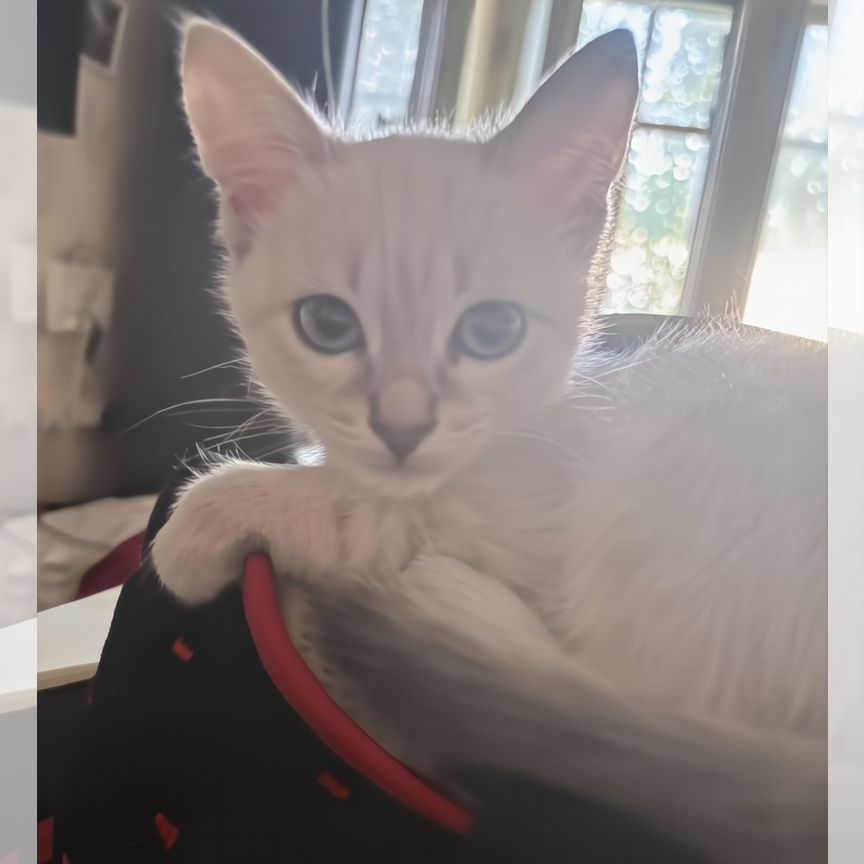 Турецкая ангора котёнок