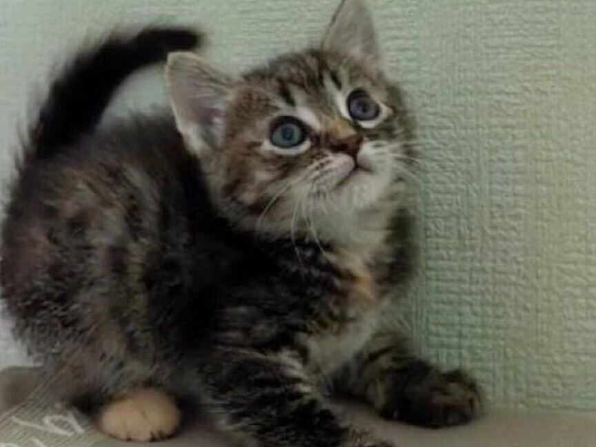 Лапушки невероятные