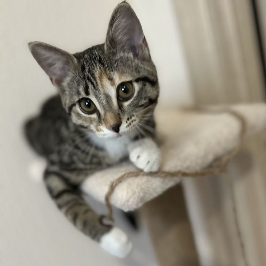 Котёнок в добрые руки