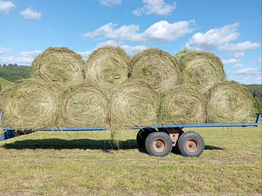 Сено луговое разнотравное