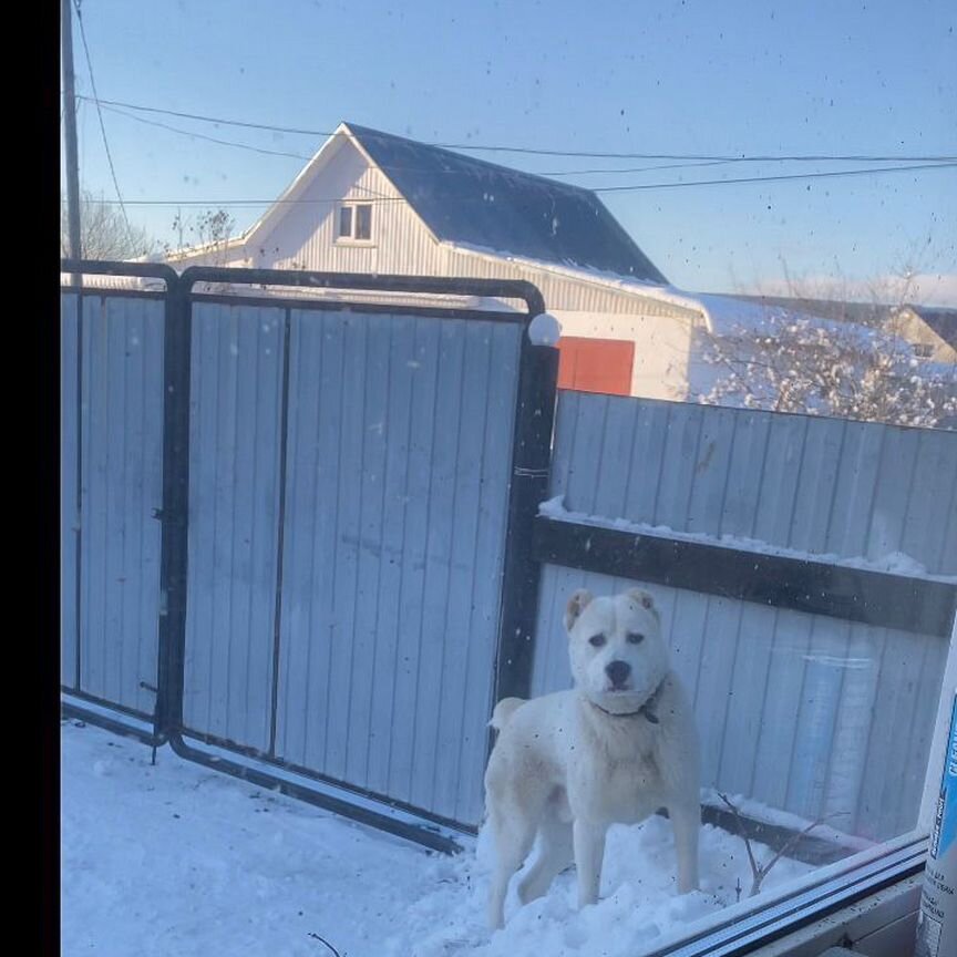 Вязка алабай