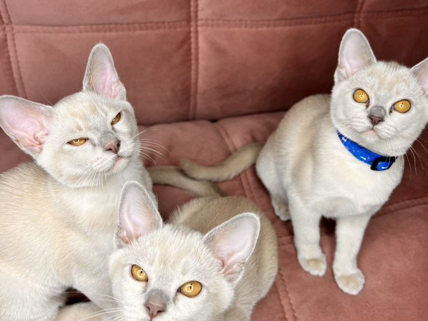 Бурманкие котята лиловые