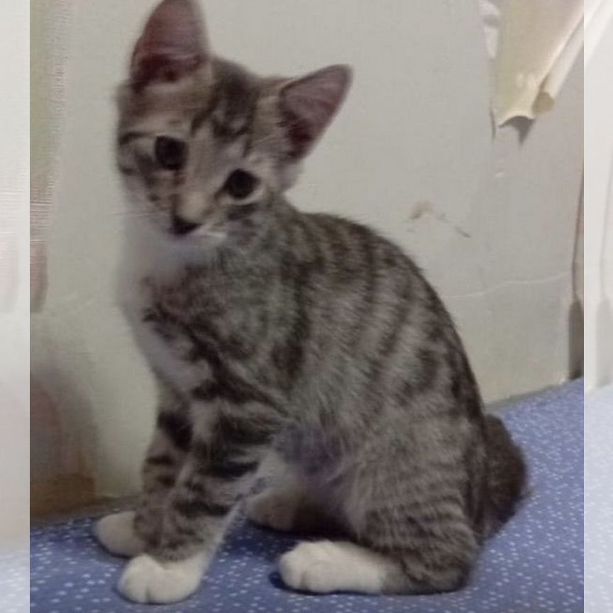 Котёнок в добрые руки