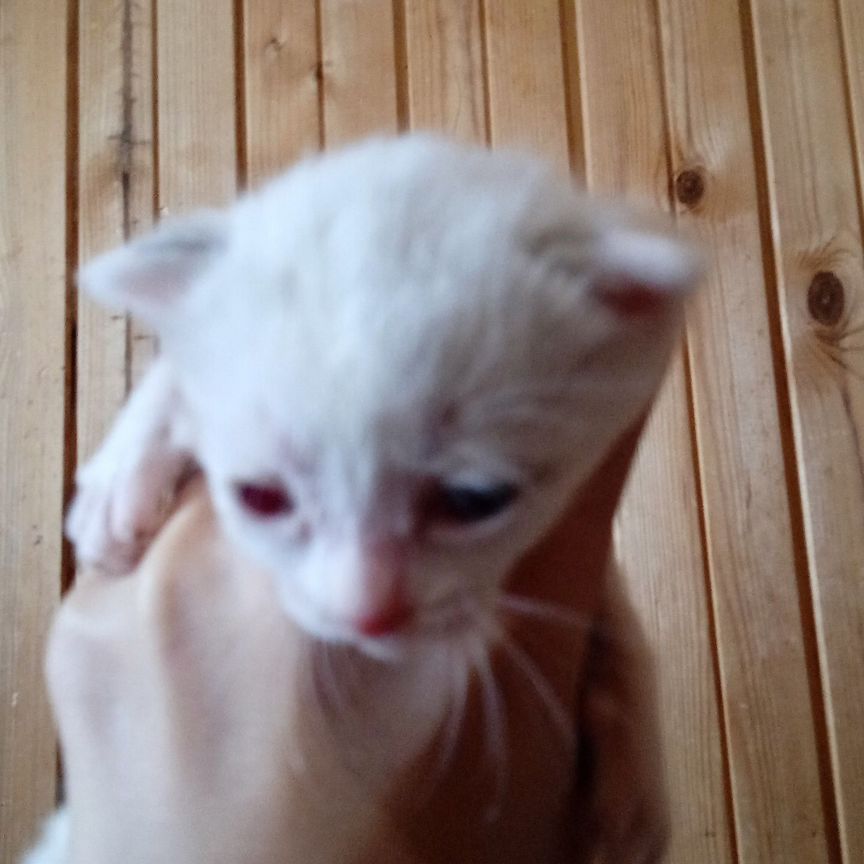 3 веслоухие котёнка на выбор