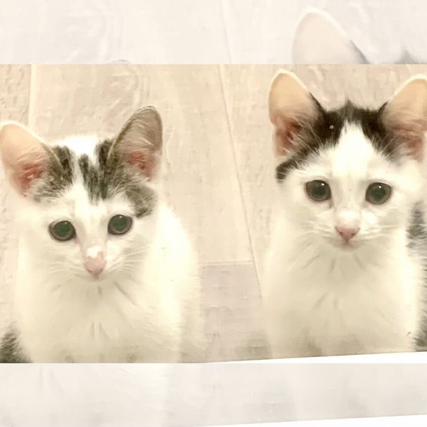 Котята