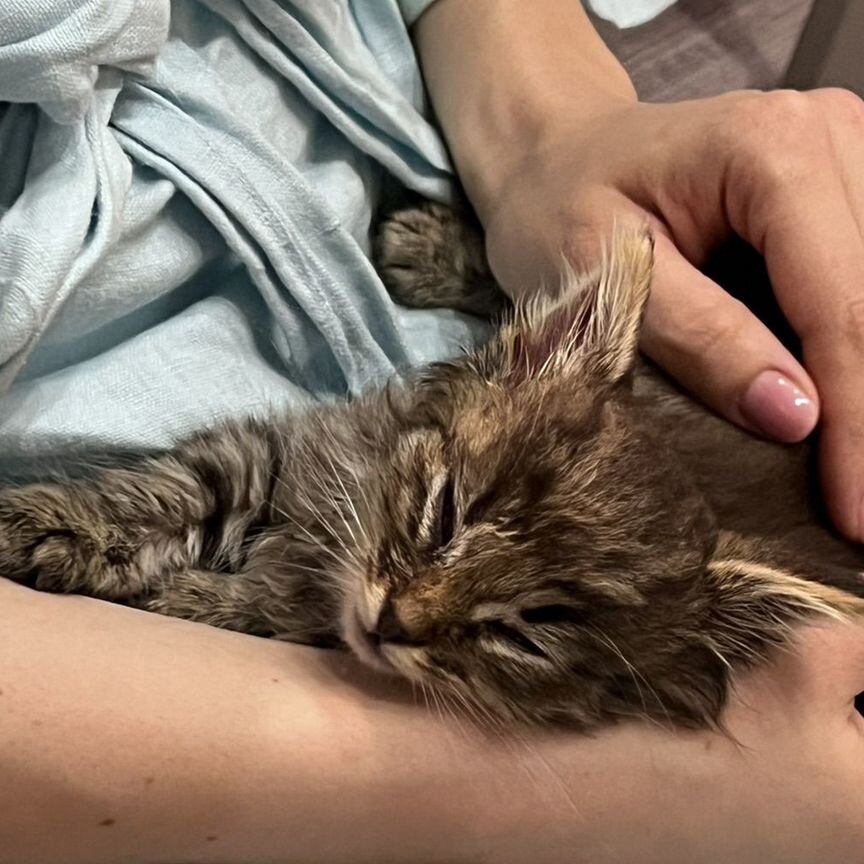 Котенок мальчик 2 месяца