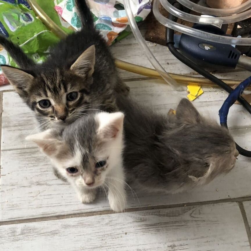 Котёнок в добрые руки