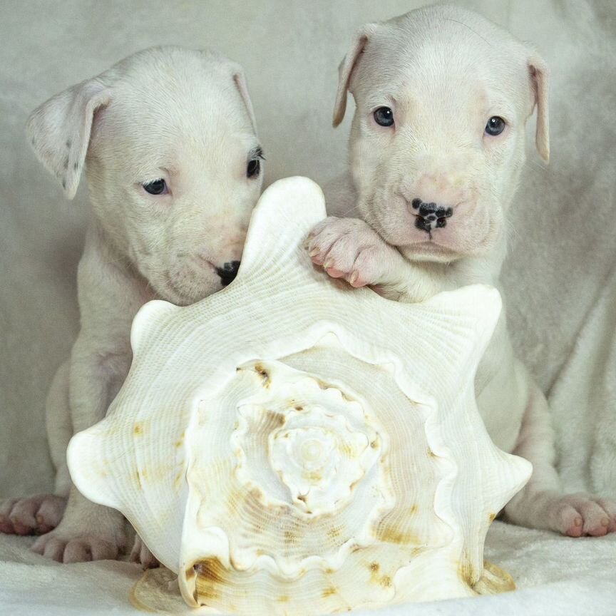 Аргентинский дог щенки