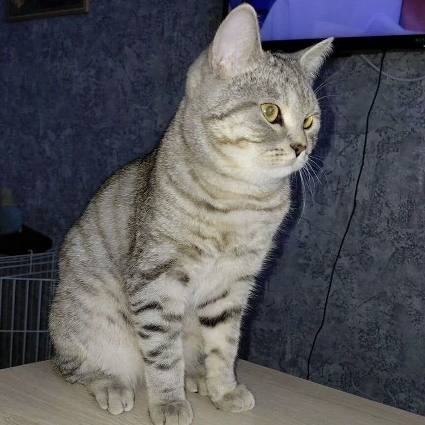 Взрослый кот в добрые руки