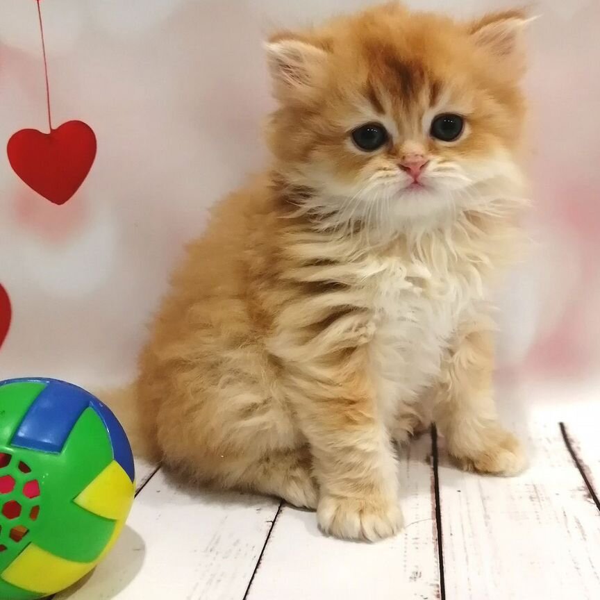 Шотландские золотые котята