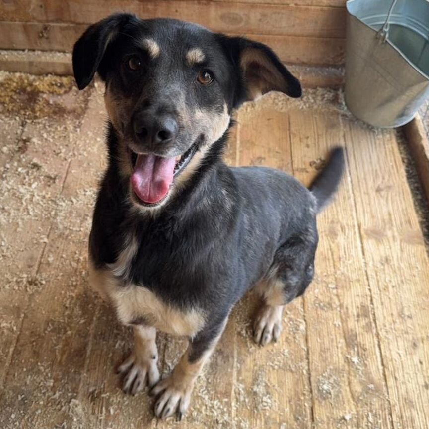 Кинза супергерой и суперпес