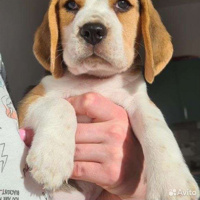 Высоко породные детки