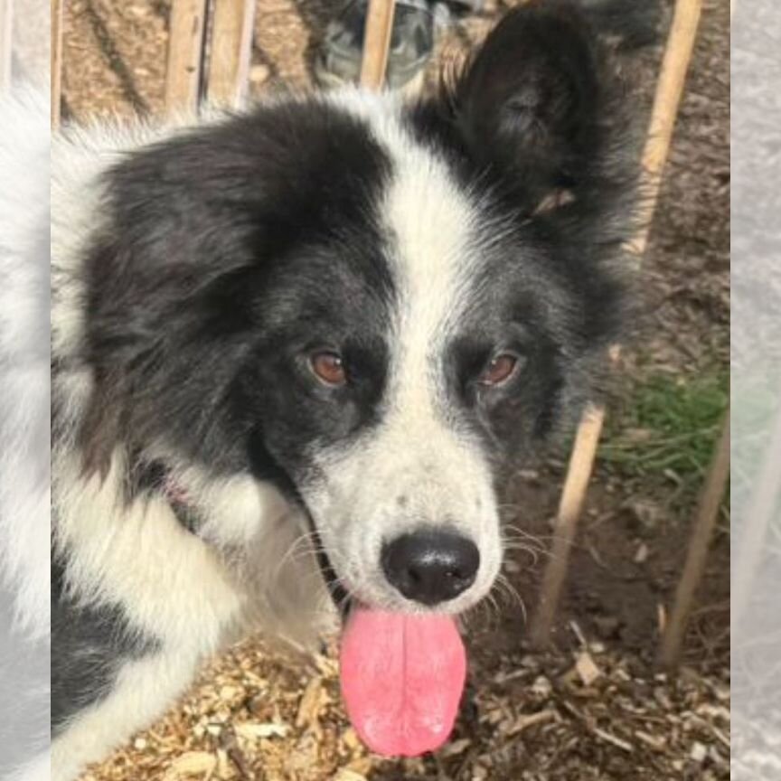 Бордер-колли, взрослый пёс