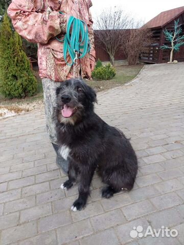 Щенок подросток в поиске дома