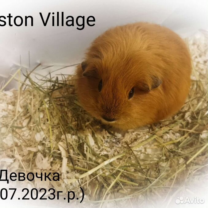 Морская свинка девочка Калифорния