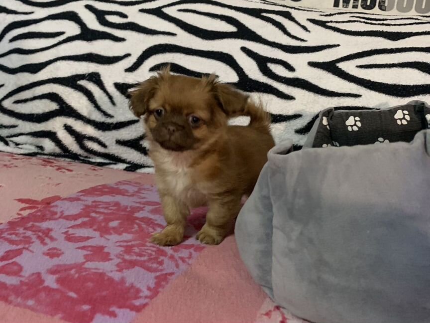 Щенки метисы