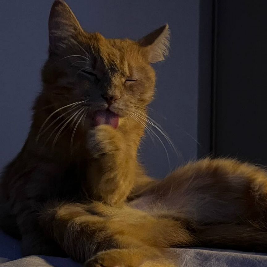 Кот Твикс