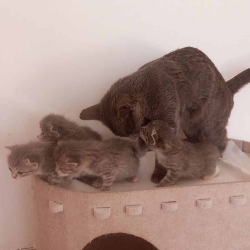 Русский голубой котёнок