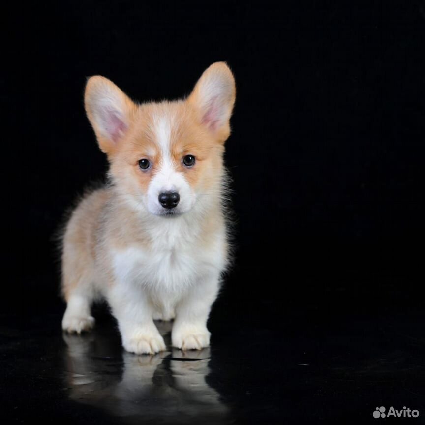 Вельш-корги пемброк