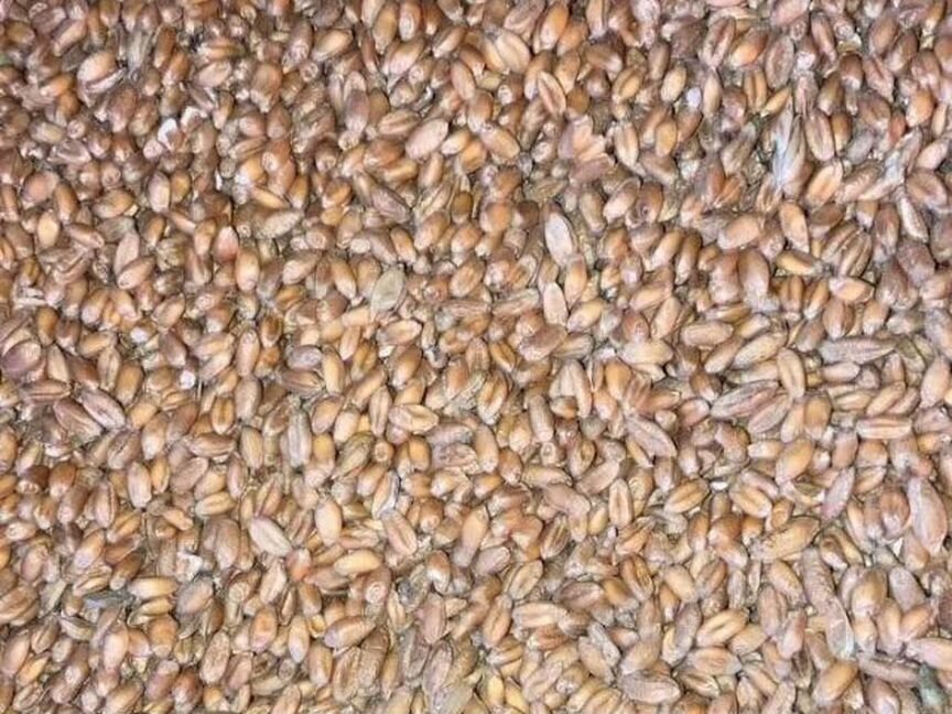 Гречиха, Кормовой овёс корма