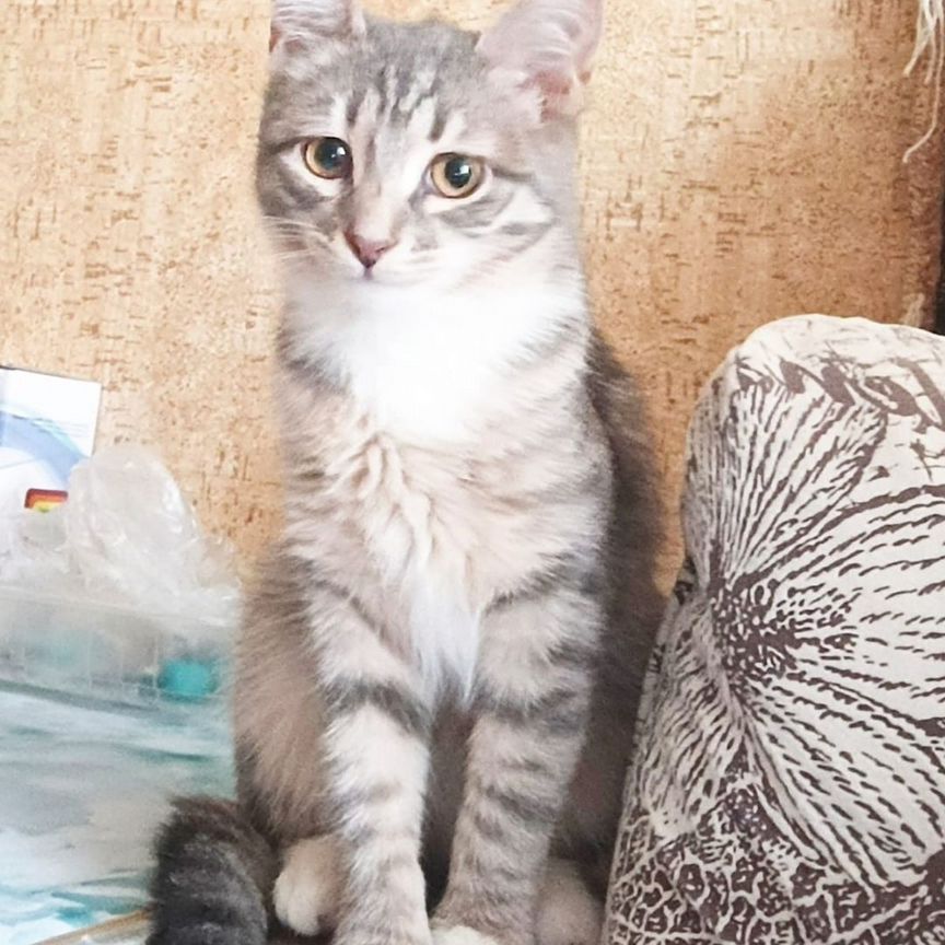 Котенок Мышка, 4 мес
