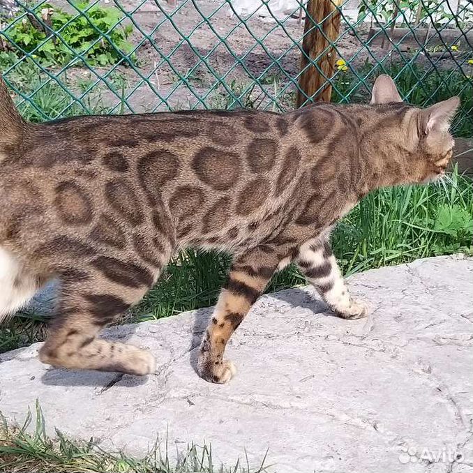 Вязка с бенгалом-чемпион породы