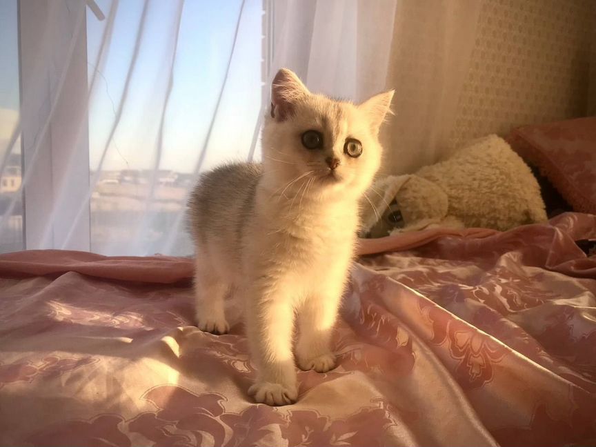 Котята британских шиншилл
