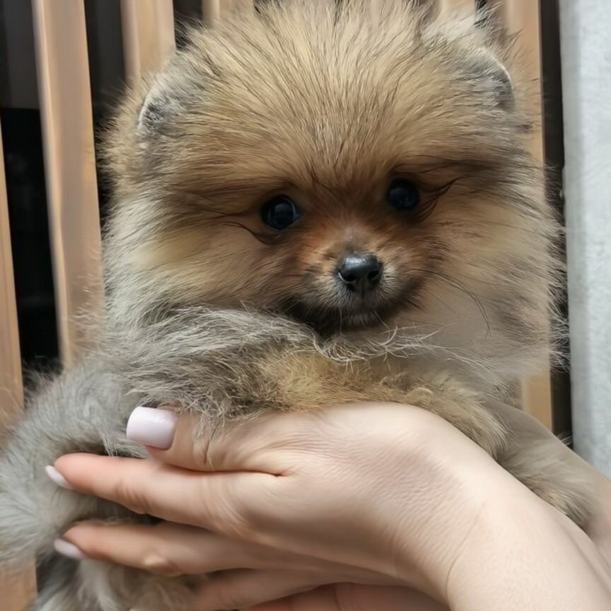 Померанский шпиц, щенок