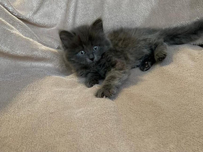 Сибирский котик