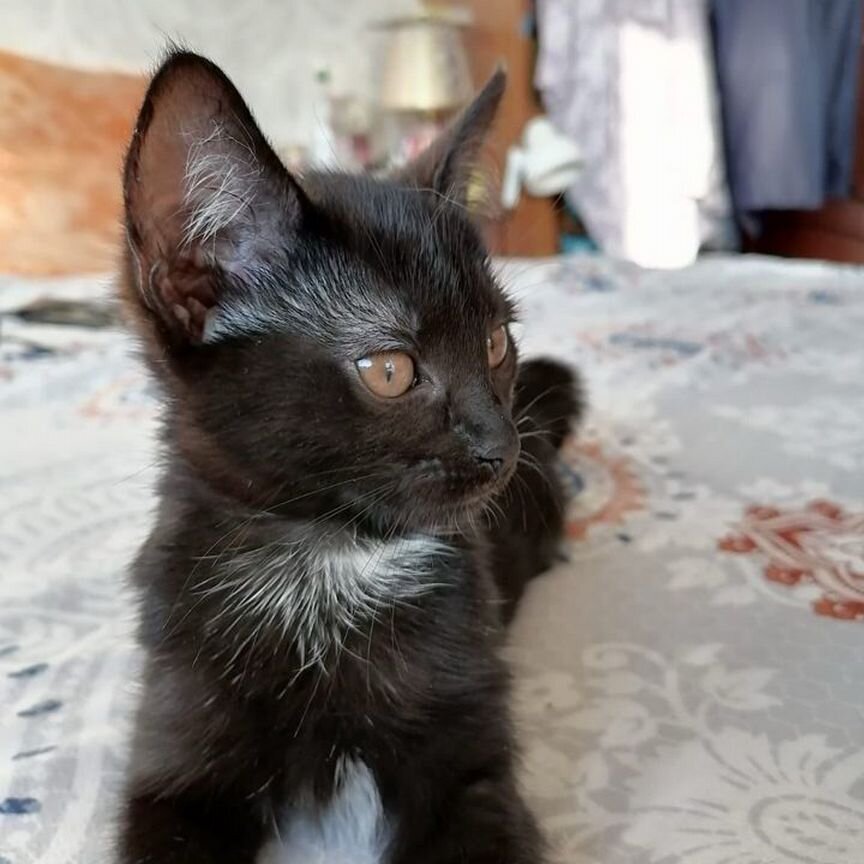 Котенка в добрые руки даром девочка